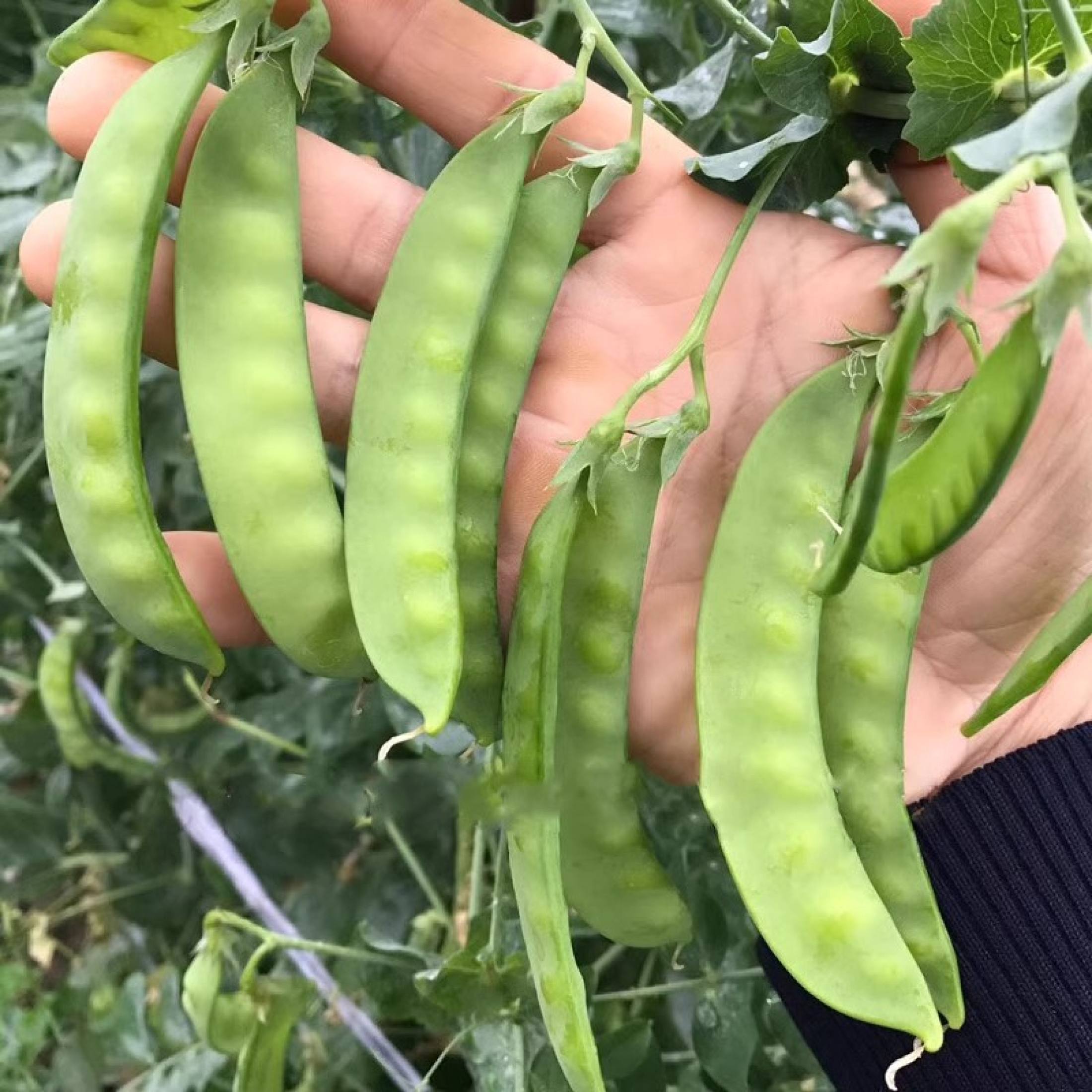 SNOW PEA - ( 20 seeds ) Sitsaro / Chinese Pea / Snow Peas Vegetable ...