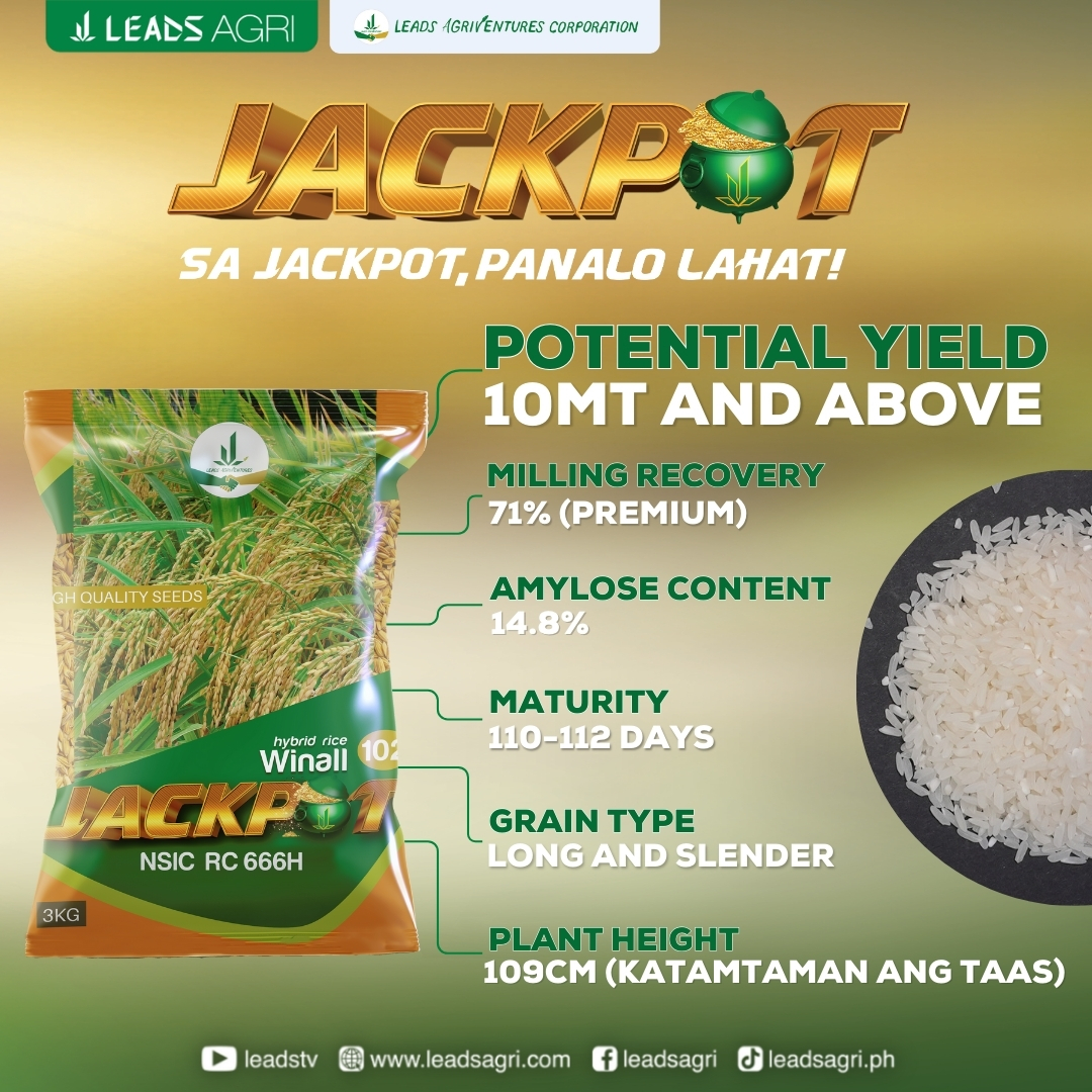 Leads - Hybrid Rice Seeds (3kg) | Shopee Philippines