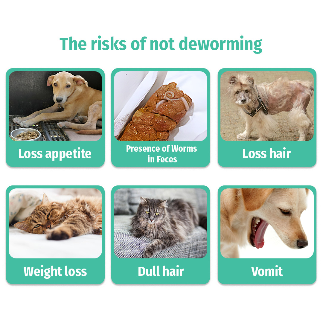 Buy 3 Free 1 Deworming Tablet For Nematocide Deworm Worm Rid Heartworm ...