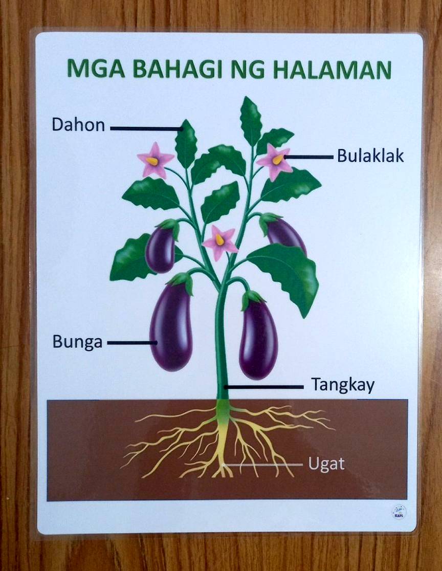 Laminated Chart Mga Bahagi ng Halaman, Parts of the plants, Educational ...