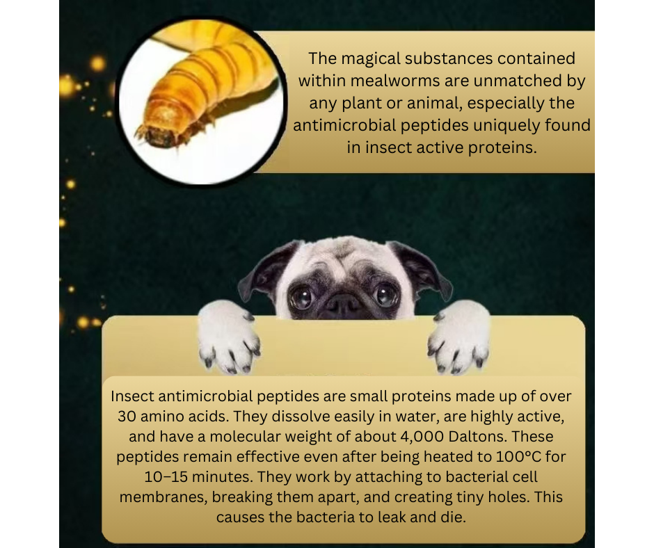 Black Soldier Fly Larvae Protein Powder Protein Supplement- Birds ...