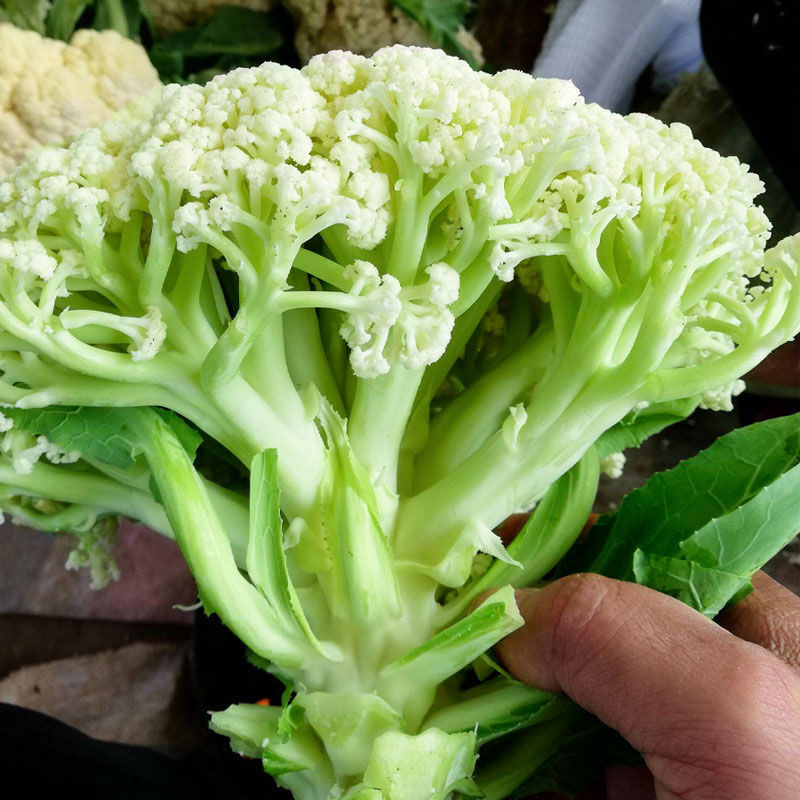 Cauliflower Seeds - 150 Seeds White Kuliplor Cauliflower Seeds for ...