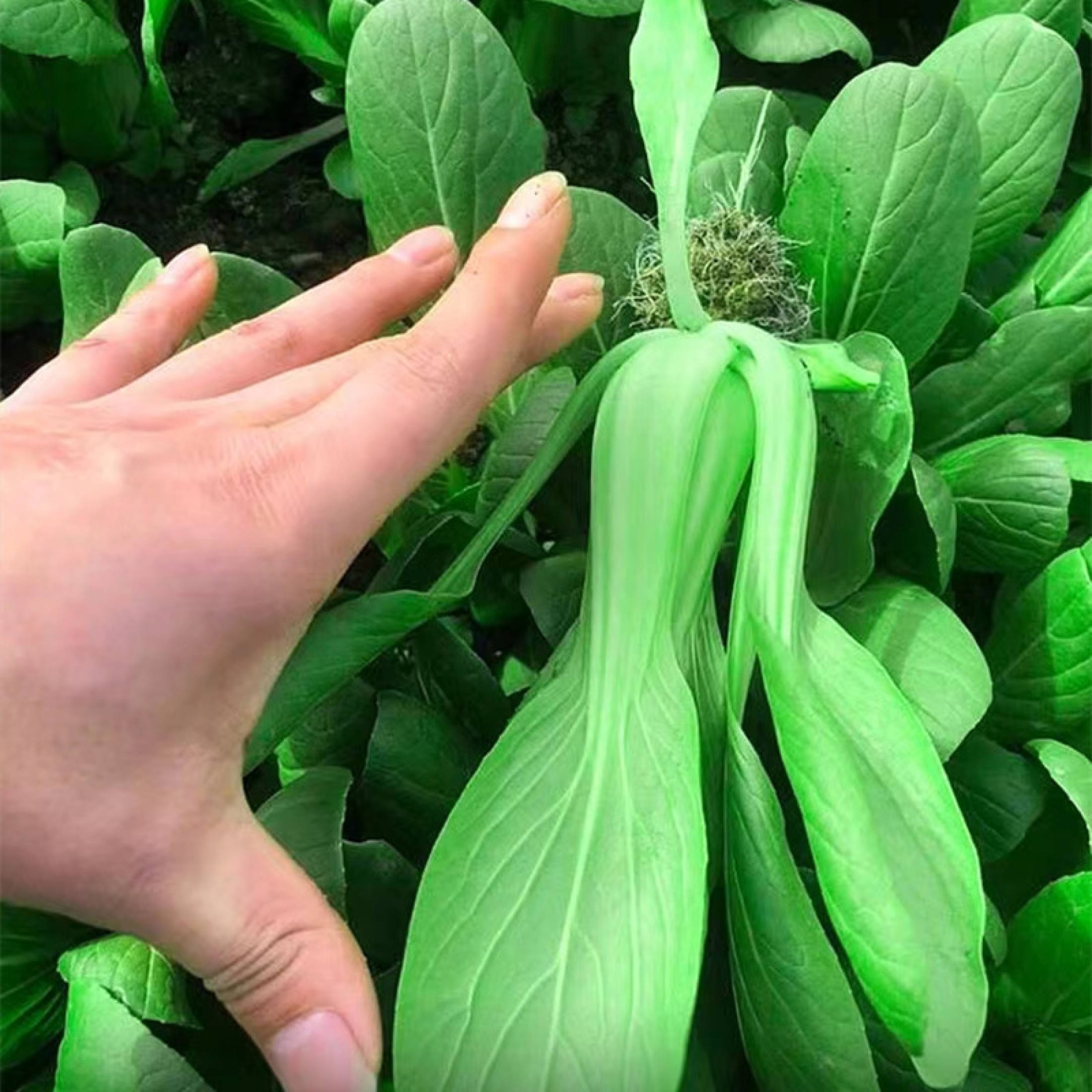 500 Pcs/bag Fresh Pak Choi Seeds Easy to Grow, Fast Germination, Good ...
