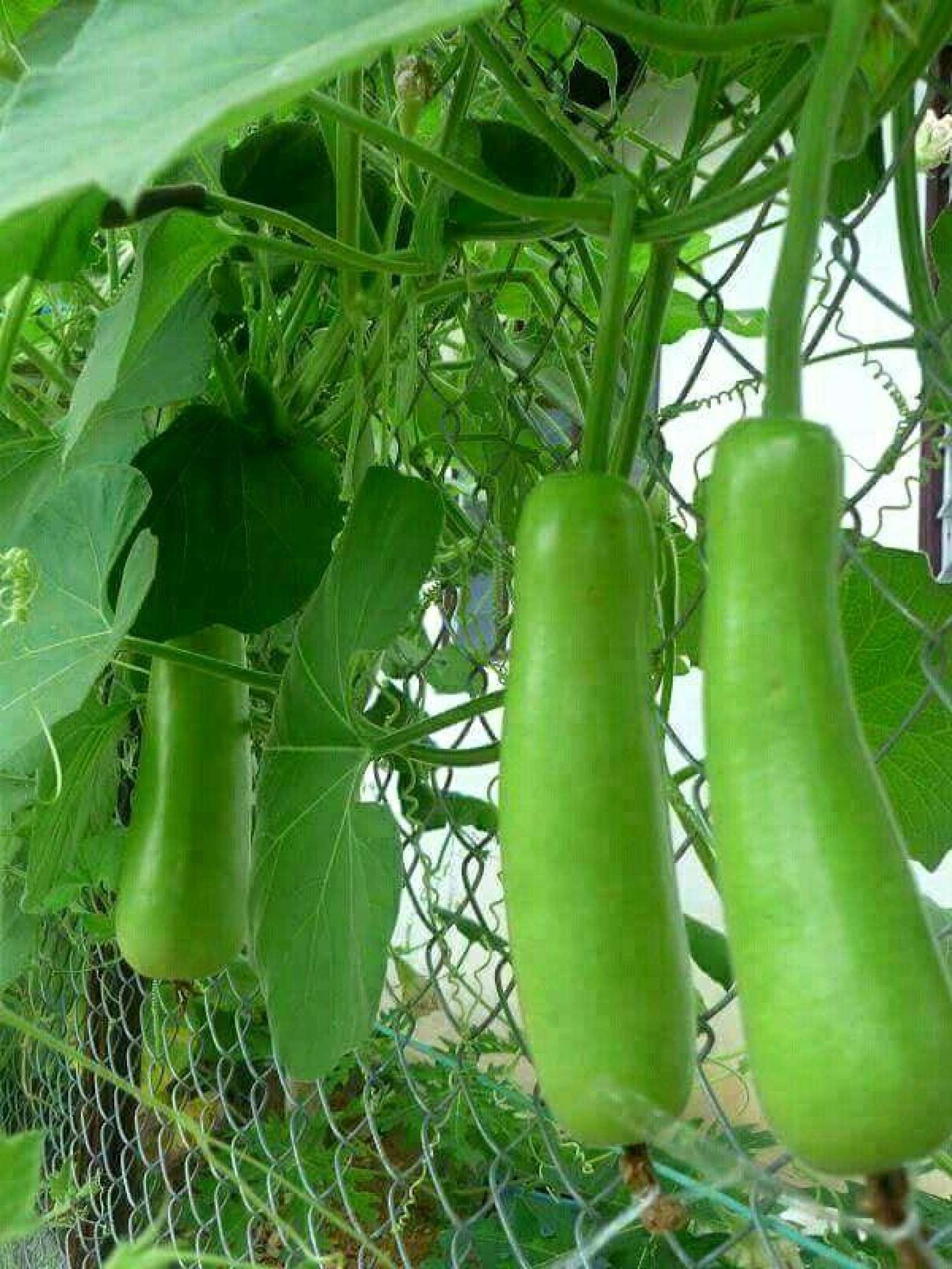 Heat & Humidity Tolerant UPO Seeds - Disease Resistant Philippine ...