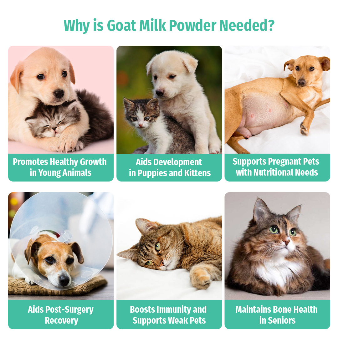 Buy 4 Free 1 Hegen Pet Natural Goats Milk For Supplement Appetite ...