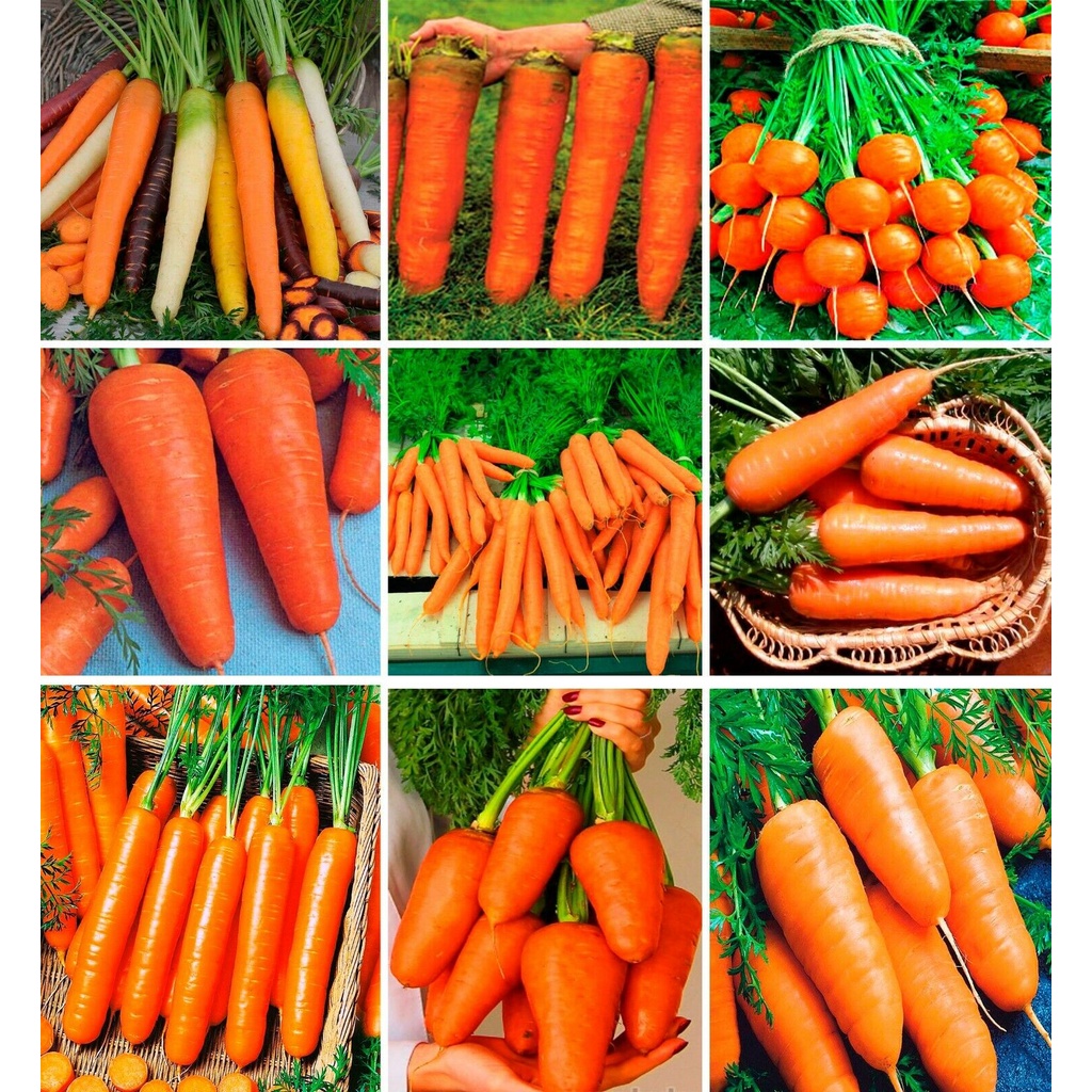 1000seeds/Pack Kuroda Carrots Seeds-High Yield Carrots Vegetable Seeds ...