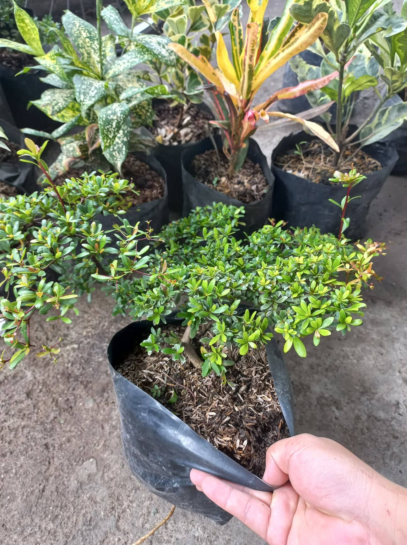 BUCIDA PLANT BUCIDA BONSAI ELEGANT ORNAMENTAL TREE FOR MODERN SPACES ...