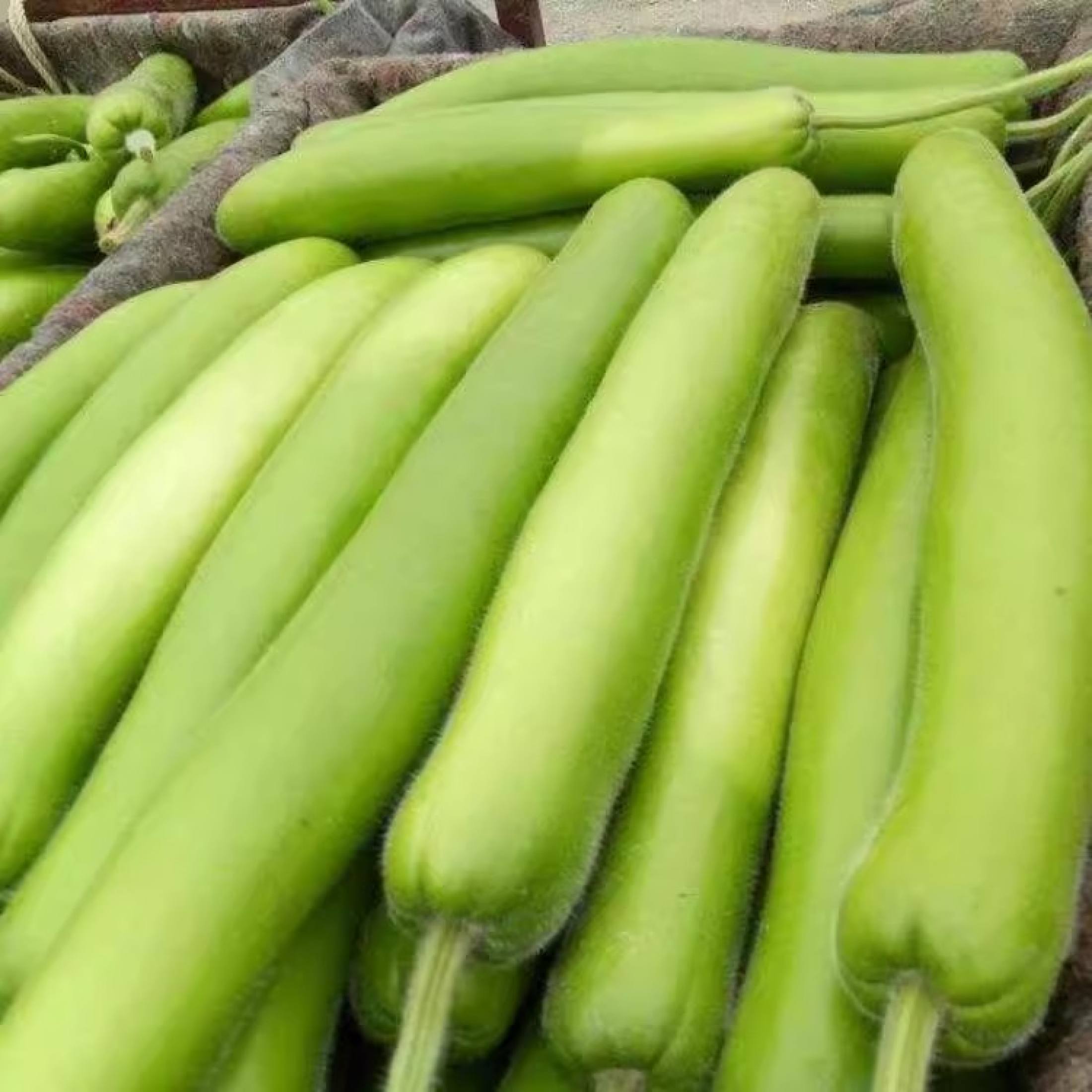 Long Bottle Gourd Seeds-20 Seeds Giant Long Variety Loofah Sponge Gourd ...