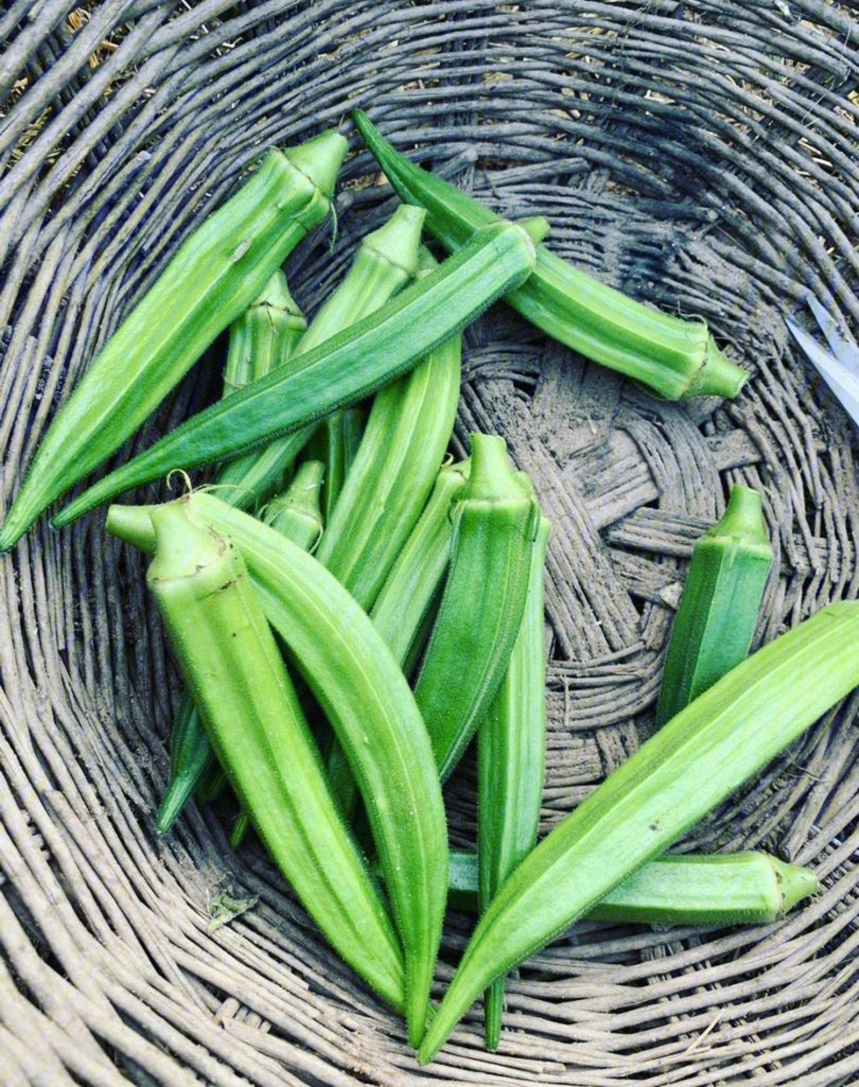 50 Seeds/pack HYBRID OKRA SEEDS-OKRA VEGETABLE SEEDS/Smooth Green ...