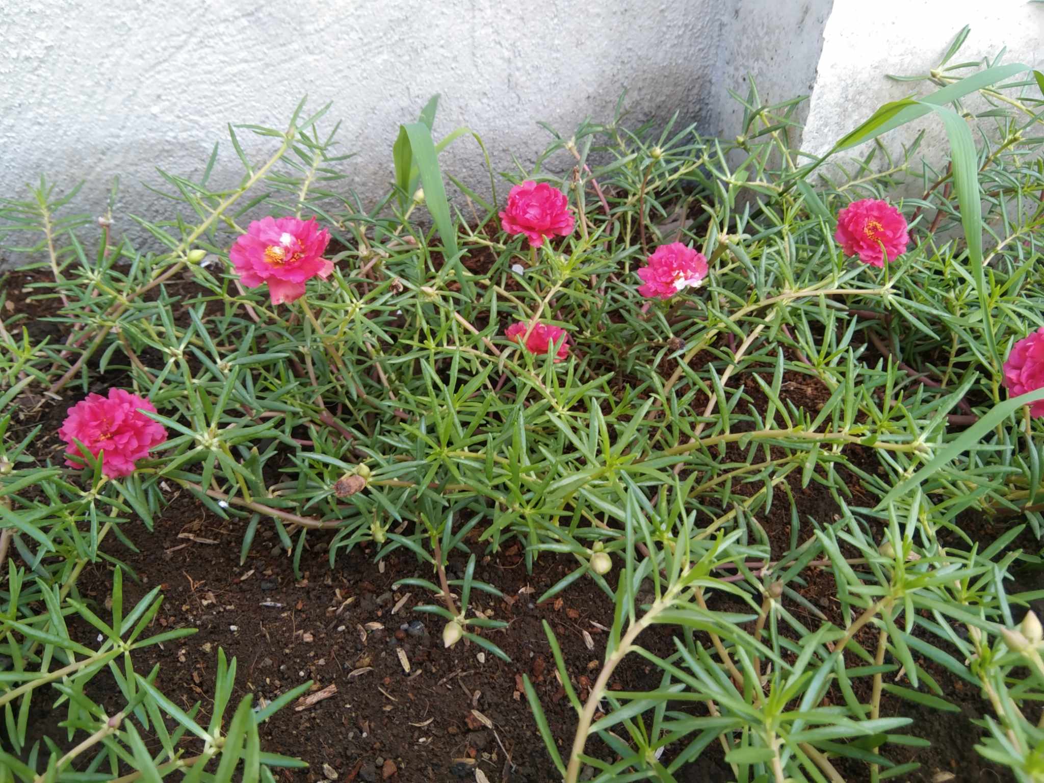 Pink Vietnam Rose | Alas Dyes Plants - Best For Your Garden | Shopee ...