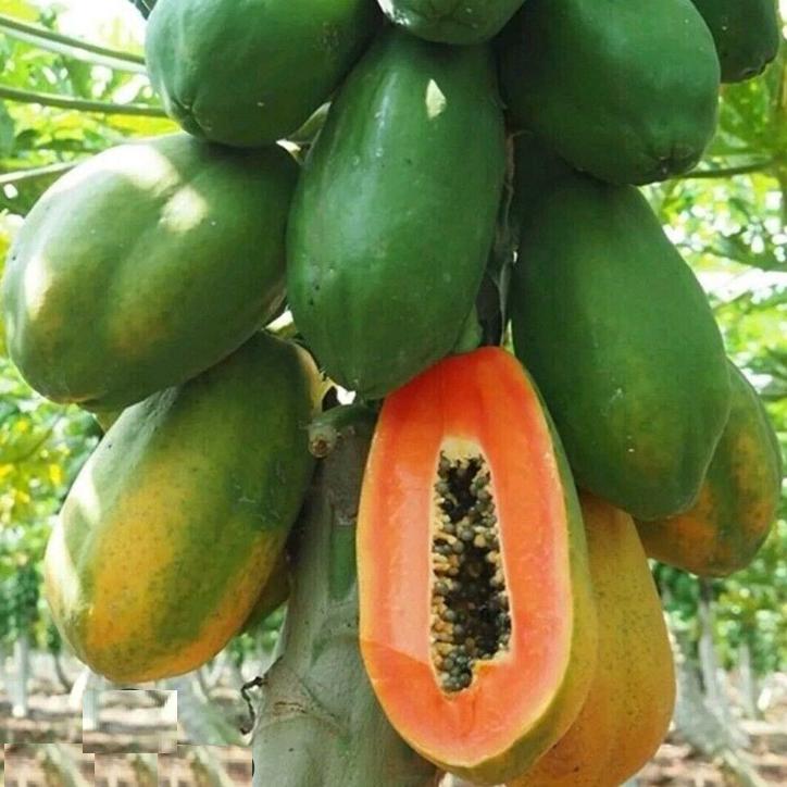 Dwarf Papaya Seeds (OPV) Heirloom Variety 25 seeds | Shopee Philippines