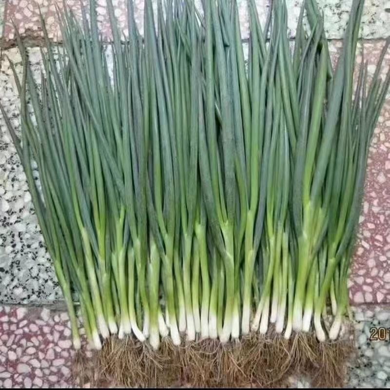 (500seeds/pack) DAHON NG SIBUYAS/BUNCHING ONION -/JAKKOU VARIETY/EASY ...