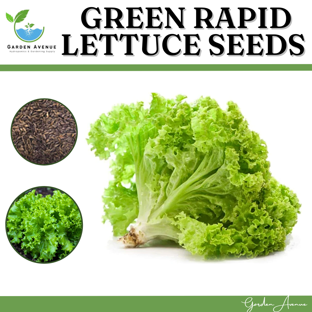 Olmetie RZ Green Batavia Lettuce by RIJK ZWAAN (50, 100 & 200 pelleted ...