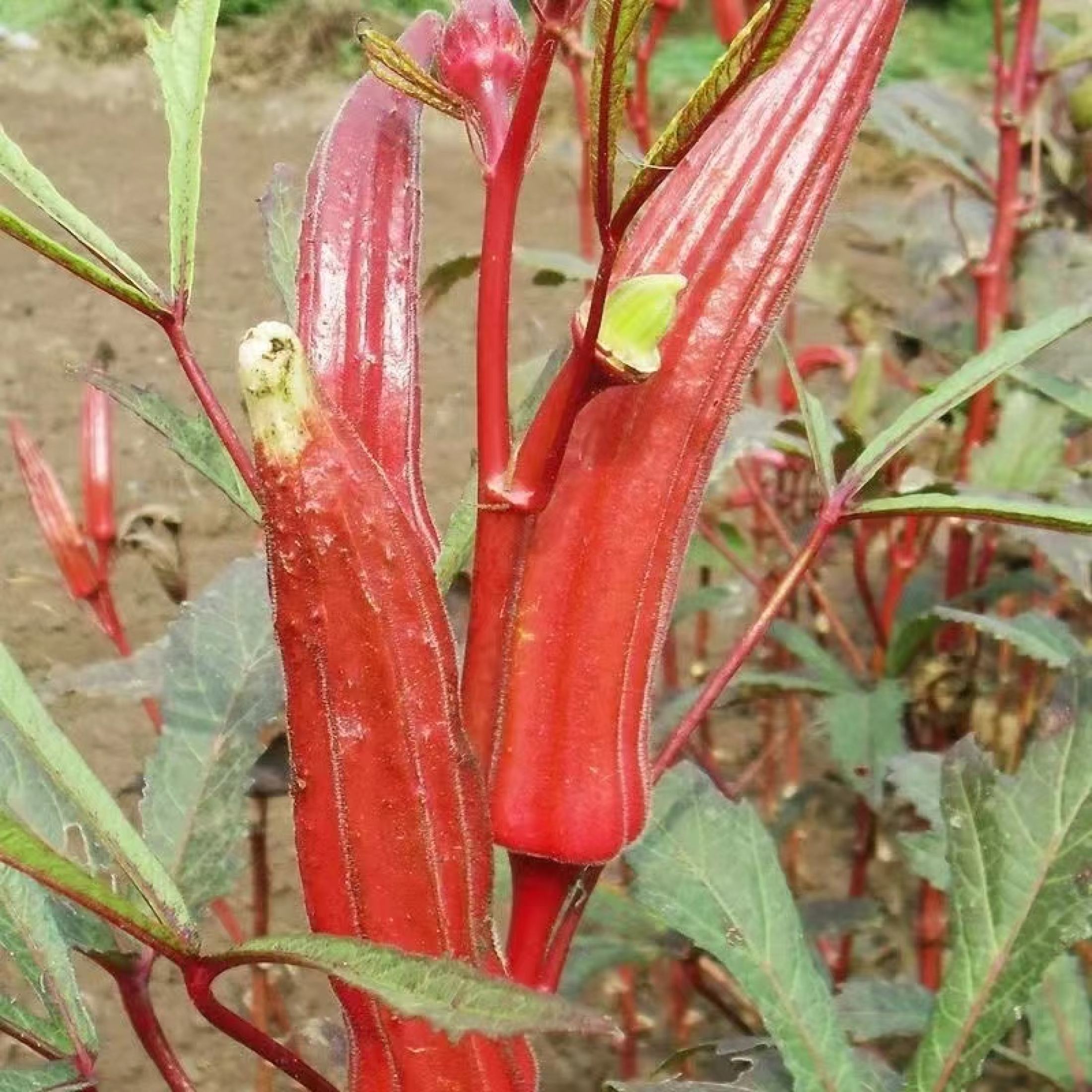 RED OKRA SEEDS (50pcs) Vegetable Seeds for Planting Hybrid Smooth Okra ...