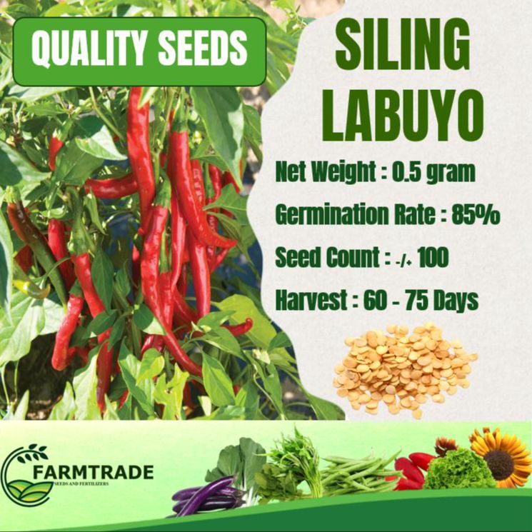 Taiwan Hot Pepper 'SIling Labuyo' Seeds - Approx 100 seeds High Quality ...
