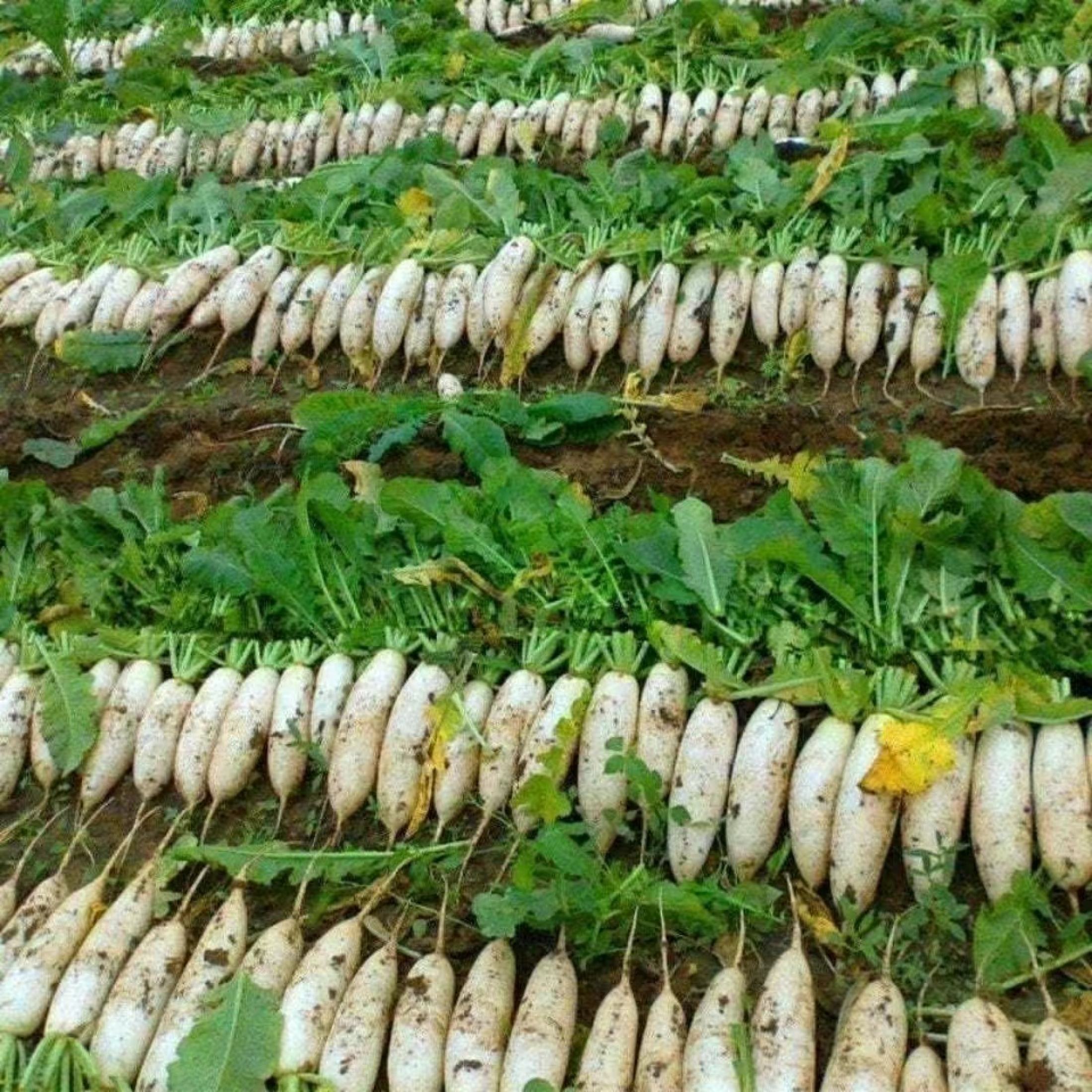 White Radish ( 200 SEEDS ) Seedlings Giant Radish Seeds Condor ...