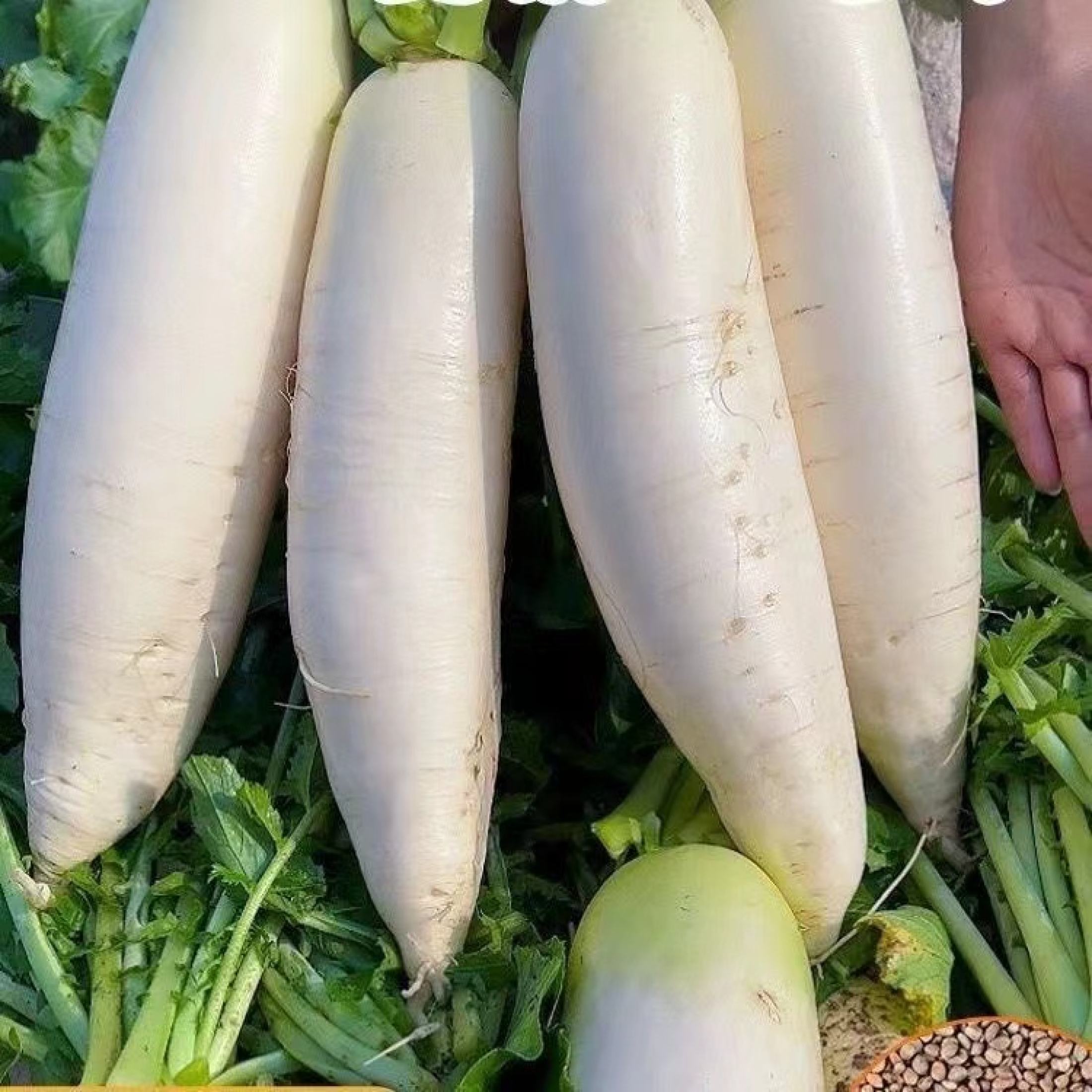 White Radish ( 200 SEEDS ) Seedlings Giant Radish Seeds Condor ...