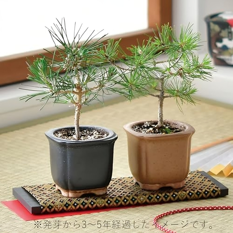 The Bonsai Akamatsu Red Pine Tree Growing Kit | Shopee Philippines
