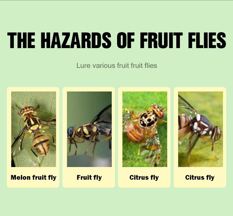 Add methyl eugenol Fruit fly trap spray 260ML-450ML optional Fruit fly ...