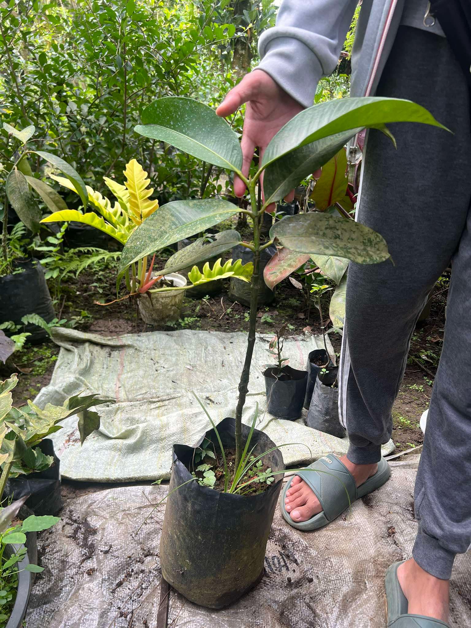 MAGOSTEEN TREE GRAFTED - LIVE PLANTS FOR SALE | Shopee Philippines