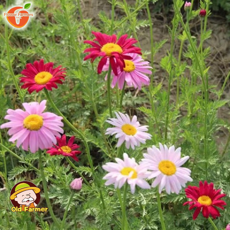 20seeds/pack Pyrethrum Flower Seeds - Natural Insect Repellant Rainbow ...