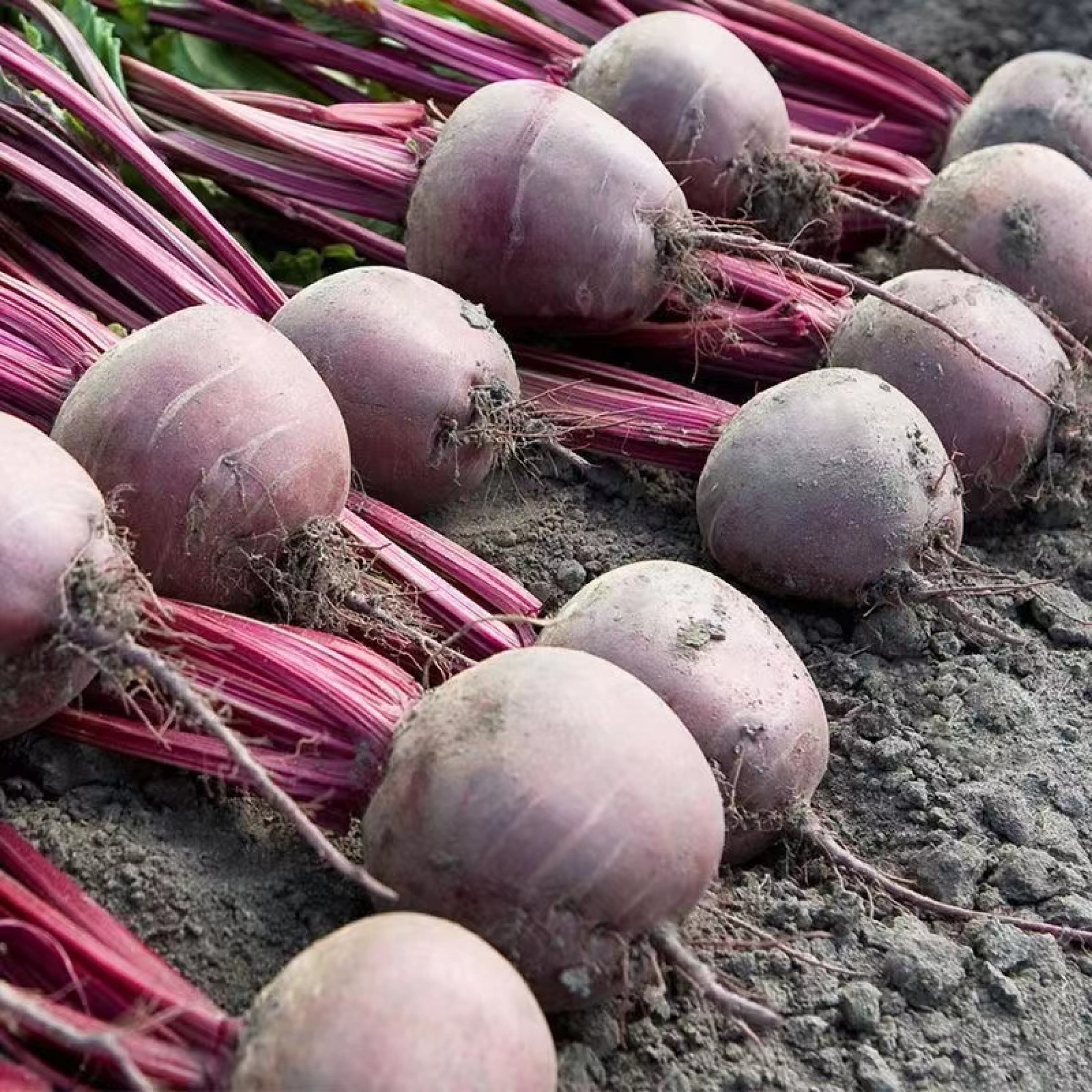 Red Beet Seeds - (150seeds/pack) Sugar beet seeds/Sugar Beets Dark Red ...