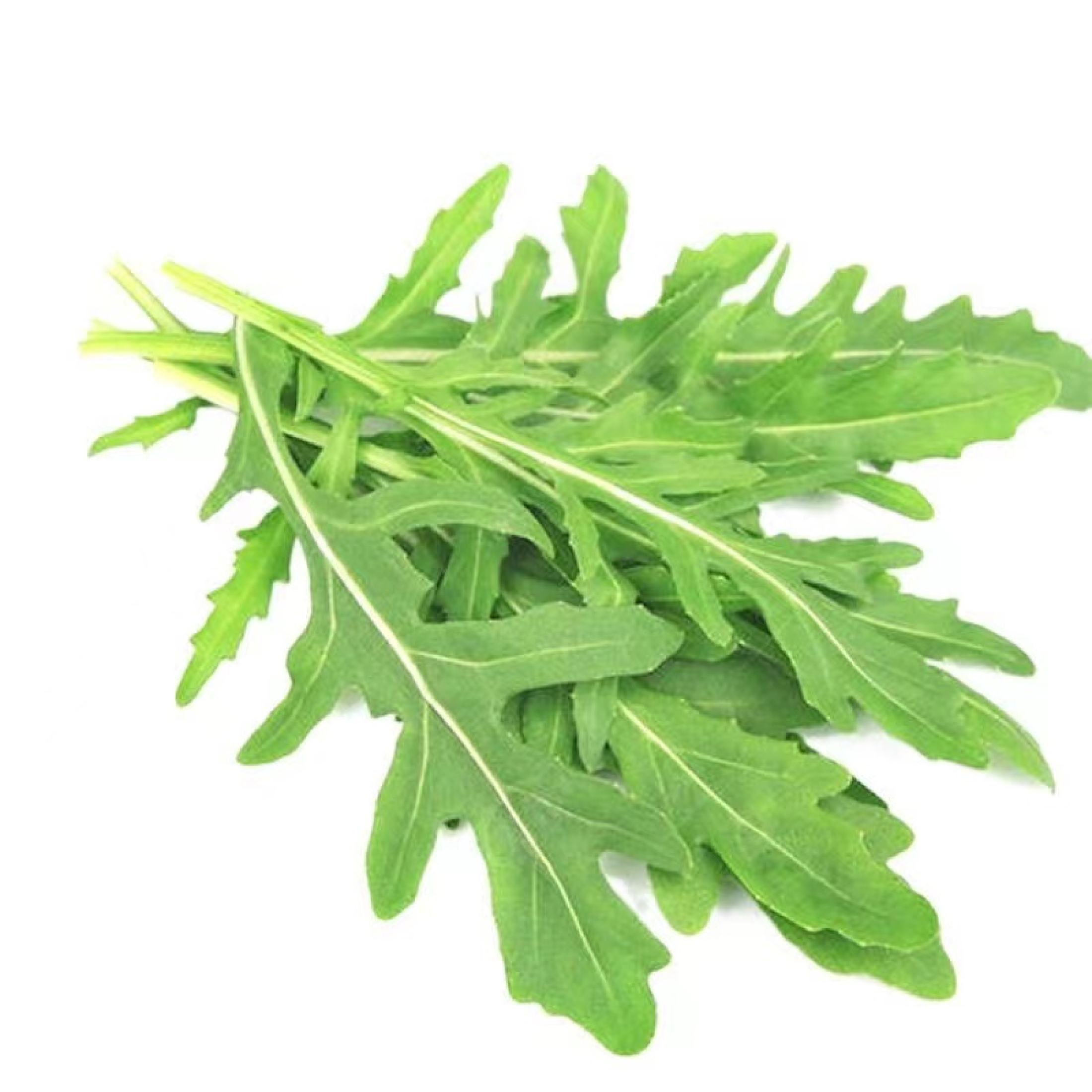 ARUGULA SEEDS (400 seeds) - Rocket Arugula | Shopee Philippines