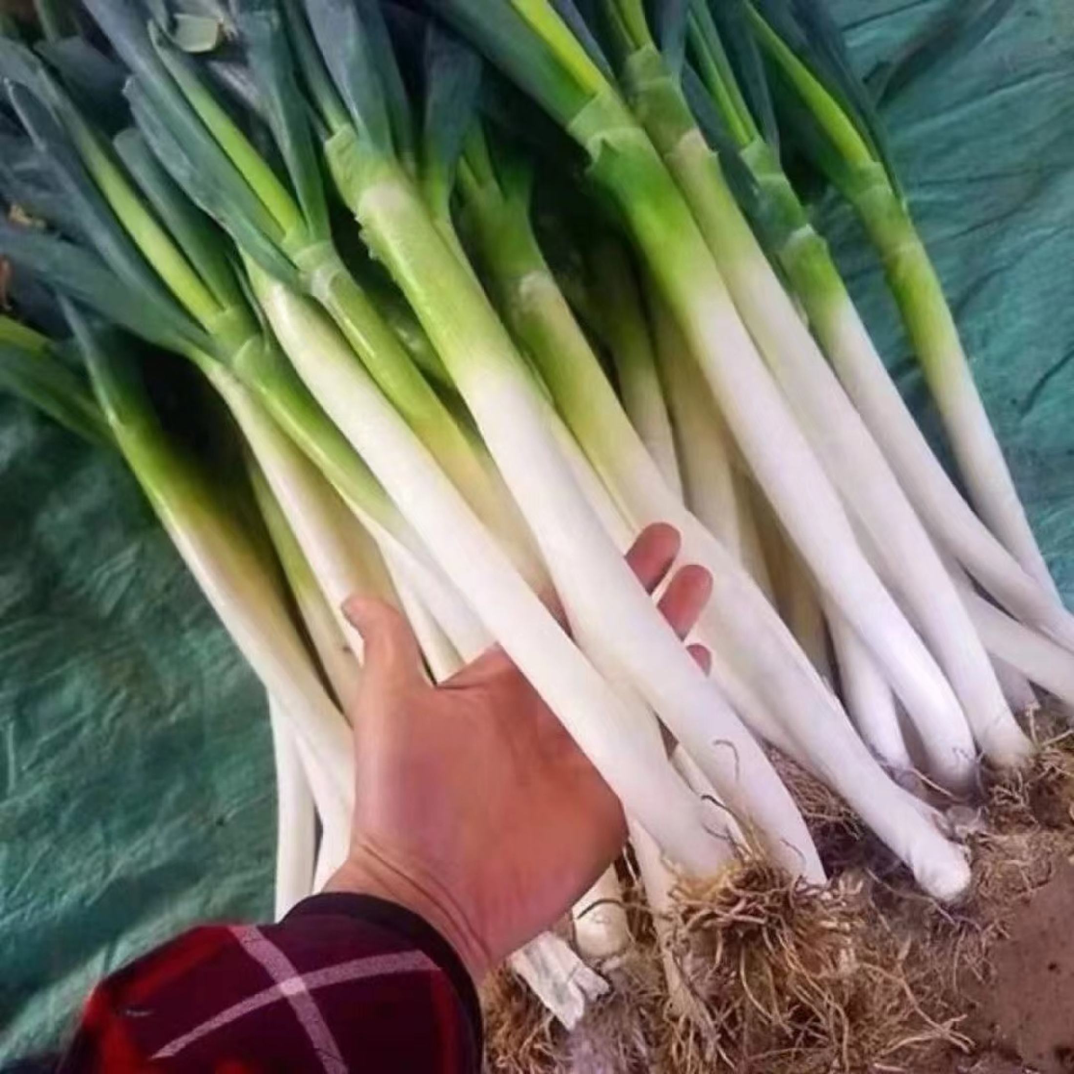 (500 SEEDS) DAHON NG SIBUYAS/BUNCHING ONION /JAKKOU VARIETY/EASY TO ...
