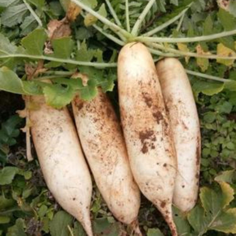 SNOW WHITE RADISH VEGETABLE SEEDS - Buto Ng Labanos Radish White Icicle ...
