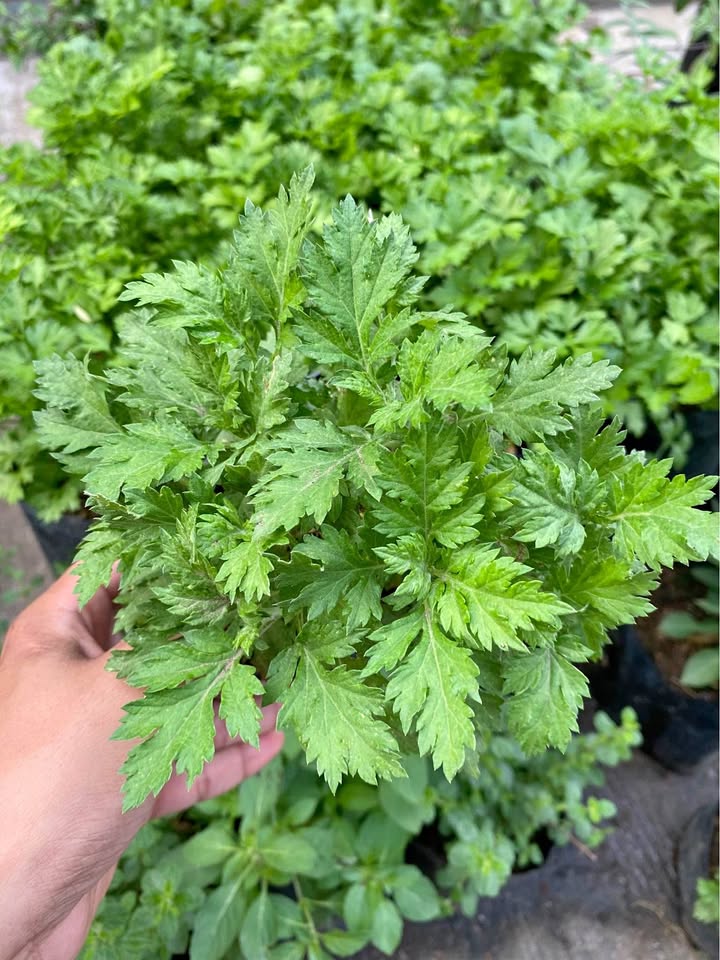 Buy 1 Take 1 DAMONG MARIA PLANT (NOT Seeds) with FREE garden soil. Real ...
