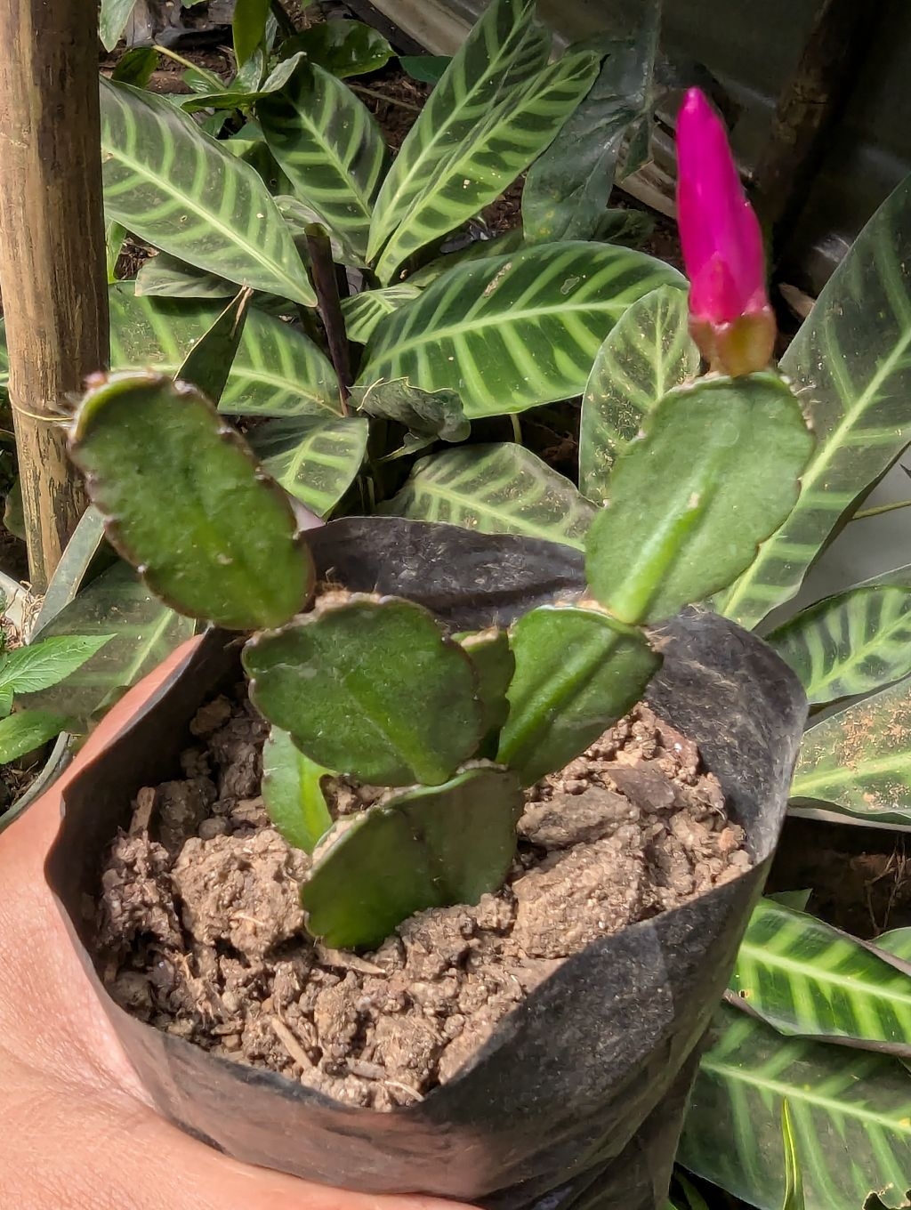 Pink Easter Cactus | Crab or Thanksgiving Cactus | Small Pots | Pink ...