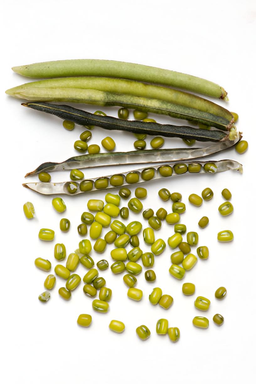 High Yielding MONGGO SEEDS / MUNGBEAN - (120 seeds) FOR PLANTING ONLY ...