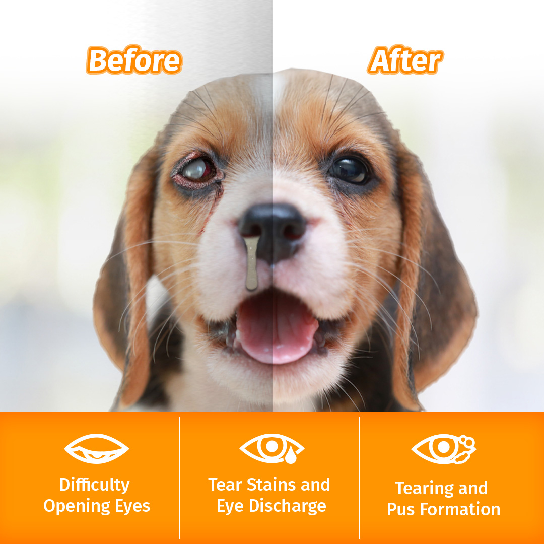 Cassiel Pet Nasal & Eye Antibiotic Drops For Runny Nose Cloudy Eyes ...