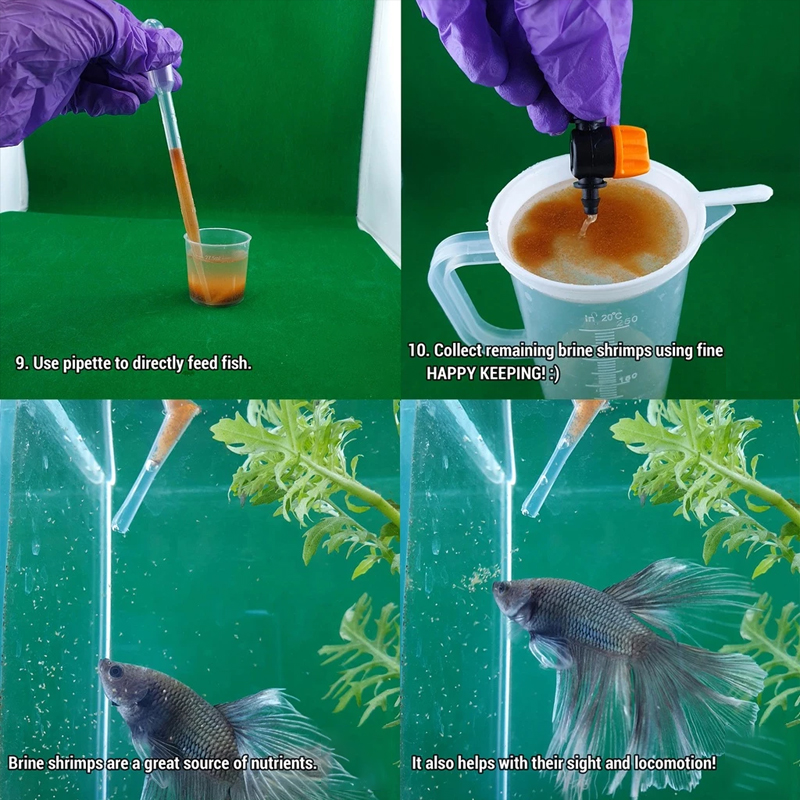 Hatchery tool with pump Baby Brine Shrimp Egg BBS Hatching Incubator ...