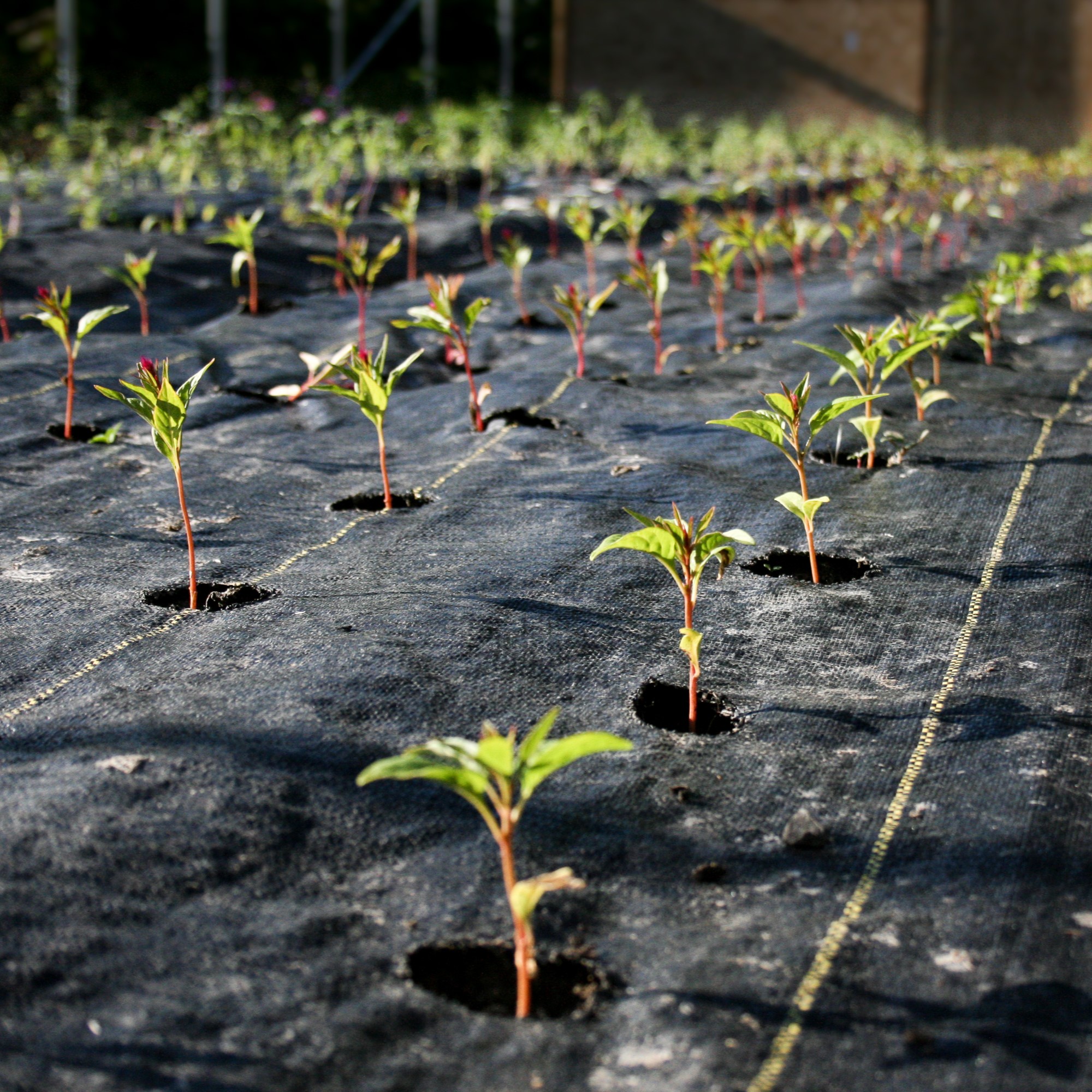 COD ANTI GRASS WEED BARRIER FABRIC 80G/M2 FOR GREEN HOUSE AND GARDEN ...