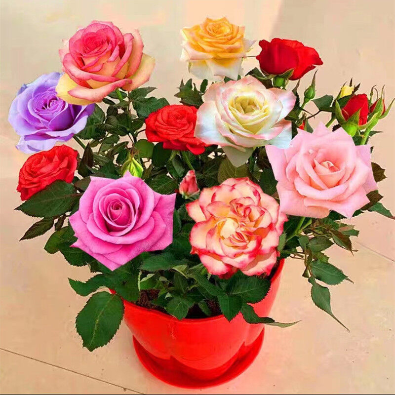 100seeds/bag Mixed Rainbow Rose Seeds, Hardy Flower Seeds for Outdoor ...