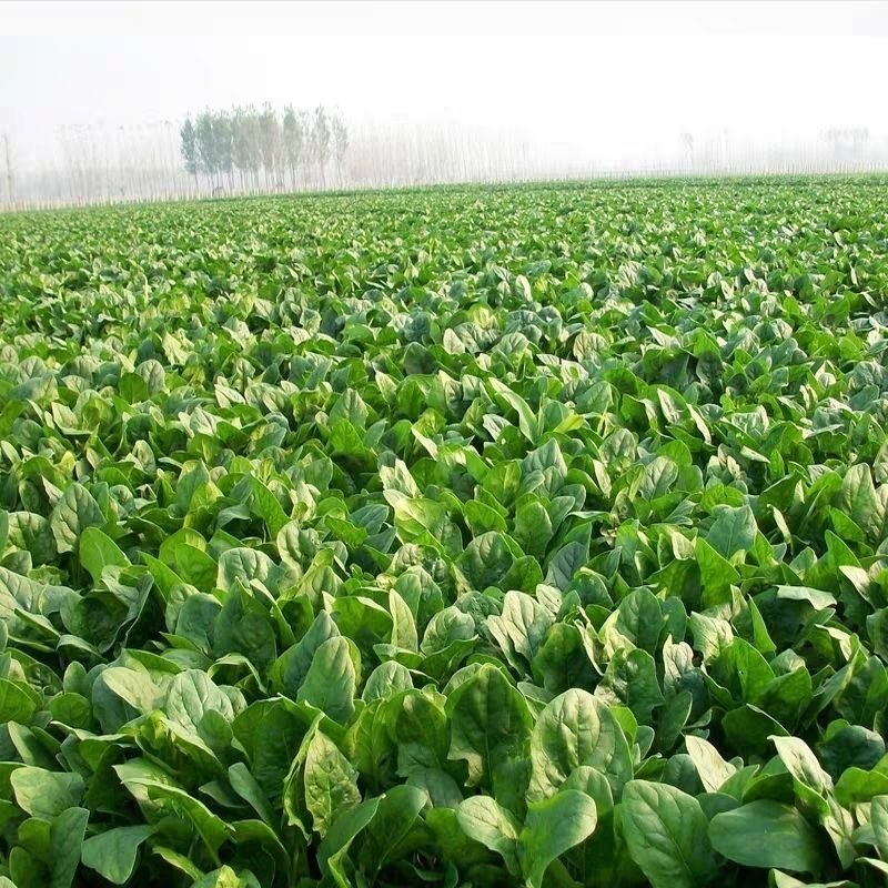 Spinach Green Seeds （200seeds/pack）-Vegetable Seeds/High yield/Easy to ...