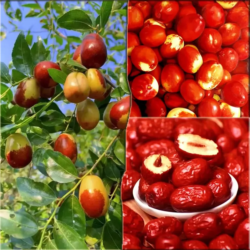 PREMIUM XINJIANG RED JUJUBES Red Jujube (250g/500g), Chinese Red Dates ...