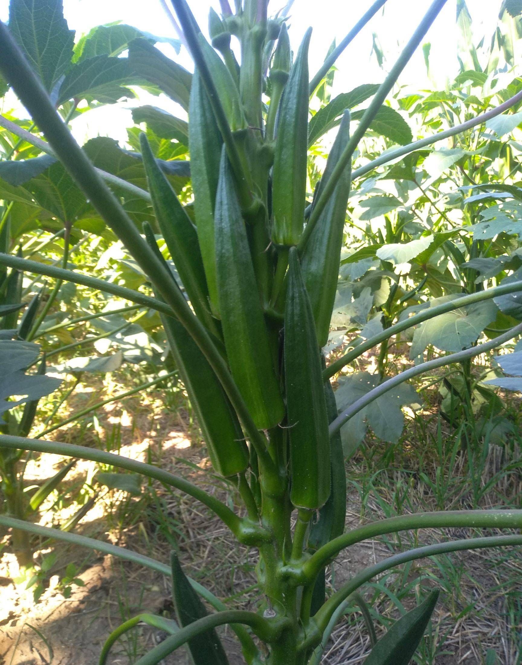 50 Seeds/pack HYBRID OKRA SEEDS-OKRA VEGETABLE SEEDS/Smooth Green ...
