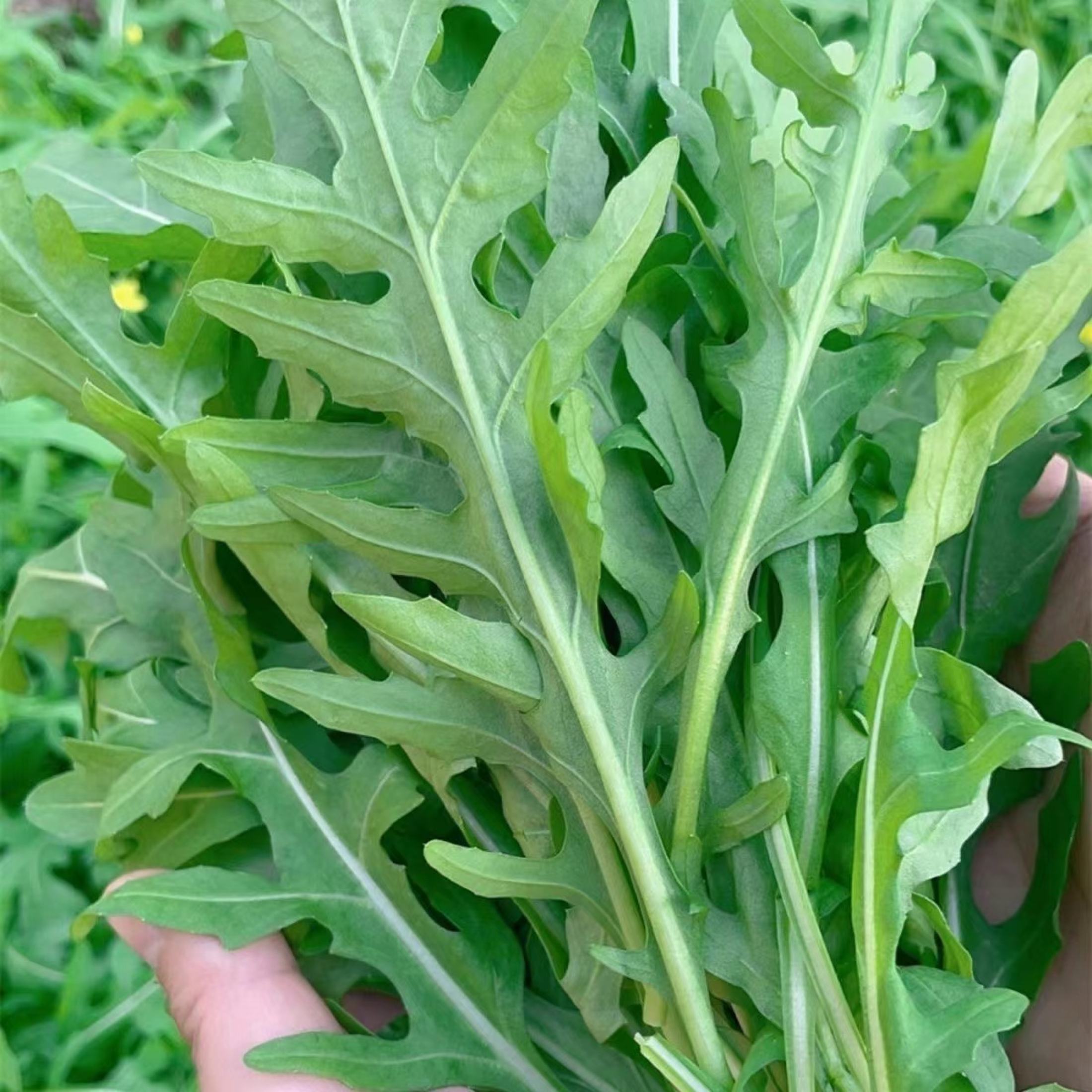ARUGULA SEEDS (400 seeds) - Rocket Arugula | Shopee Philippines