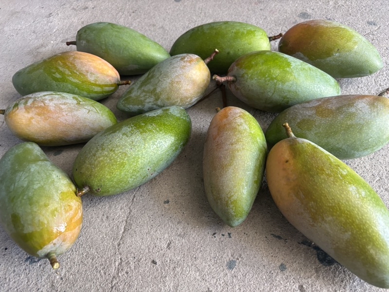 Giant mango big galing sa puno manga prutas fresh | Shopee Philippines