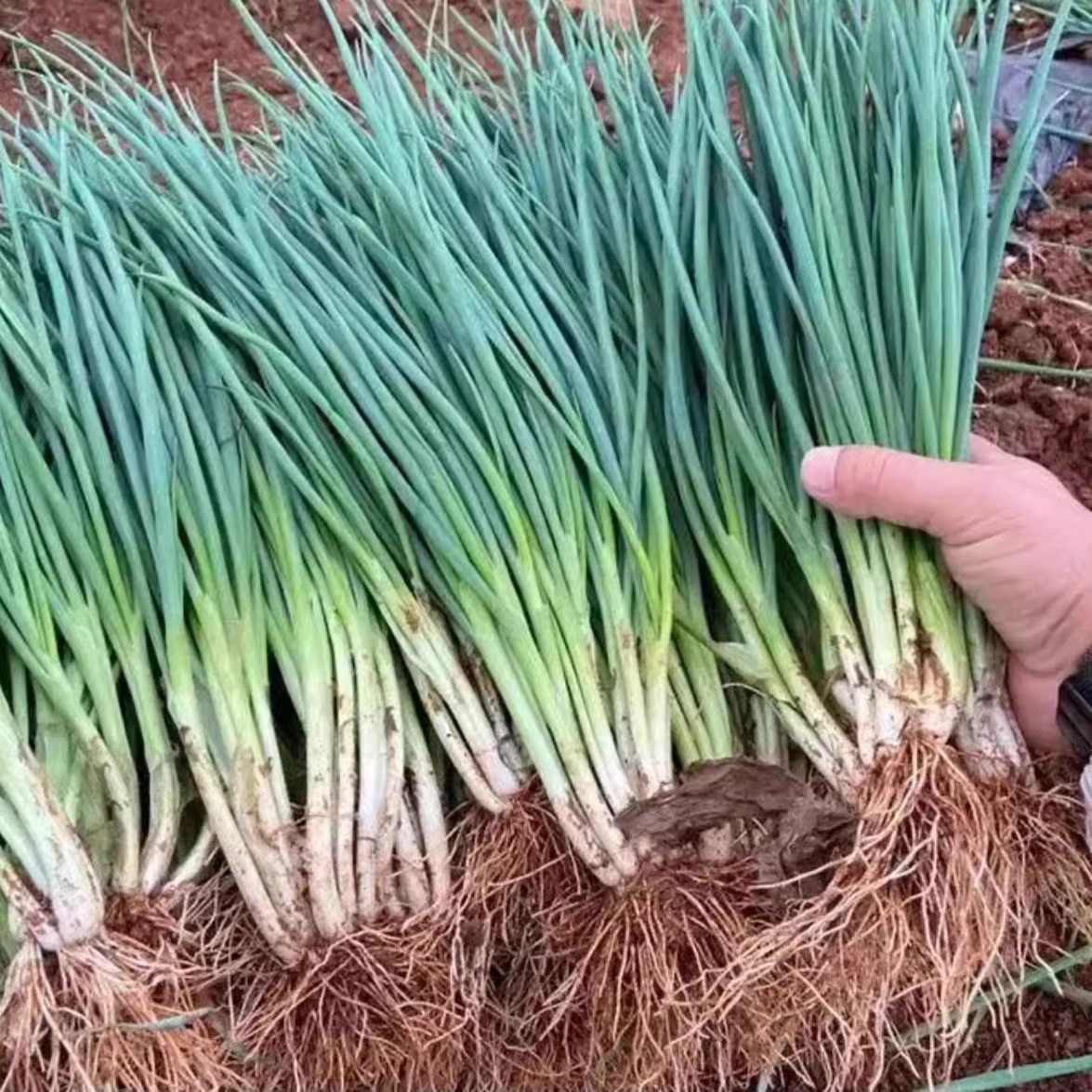 DAHON NG SIBUYAS/BUNCHING ONION /JAKKOU VARIETY/EASY TO GROW/HYBRID ...