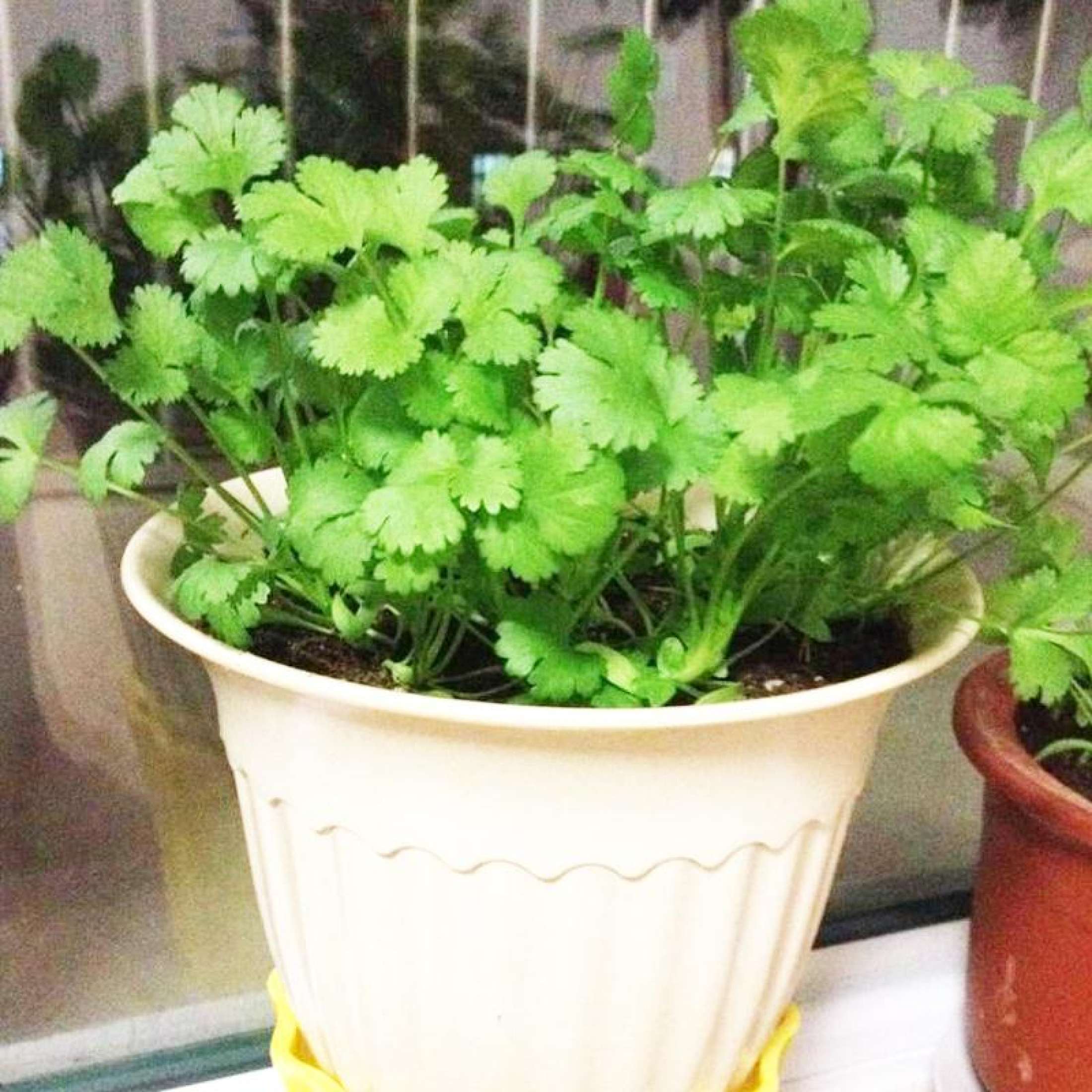 CILANTRO/CORIANDER/WANSOY (100 pcs seeds) - HERBS/EASY TO PLANT/HIGH ...