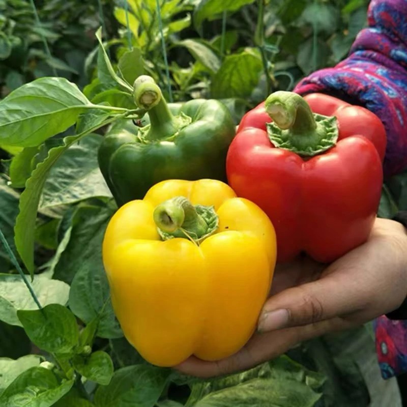 100seeds Colorful Bell Pepper Seeds - Potted Vegetable Seeds For The ...