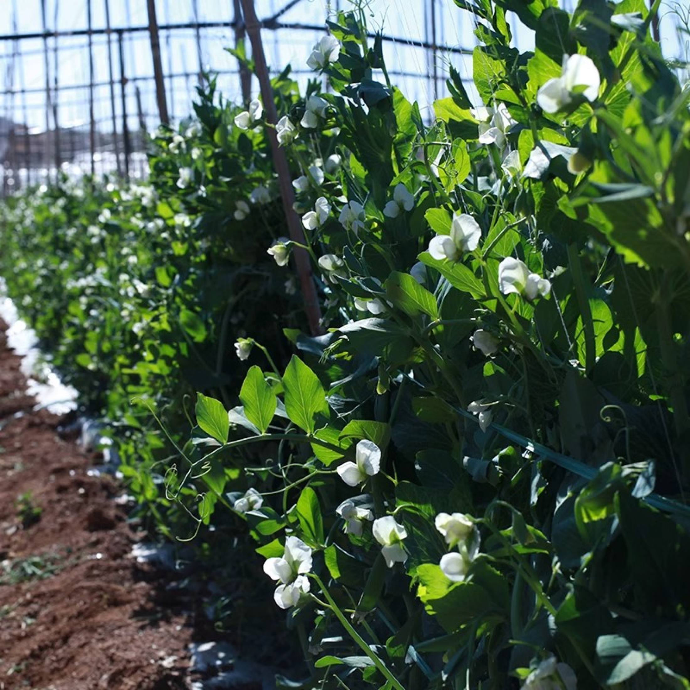 SNOW PEA - ( 20 seeds ) Sitsaro / Chinese Pea / Snow Peas Vegetable ...