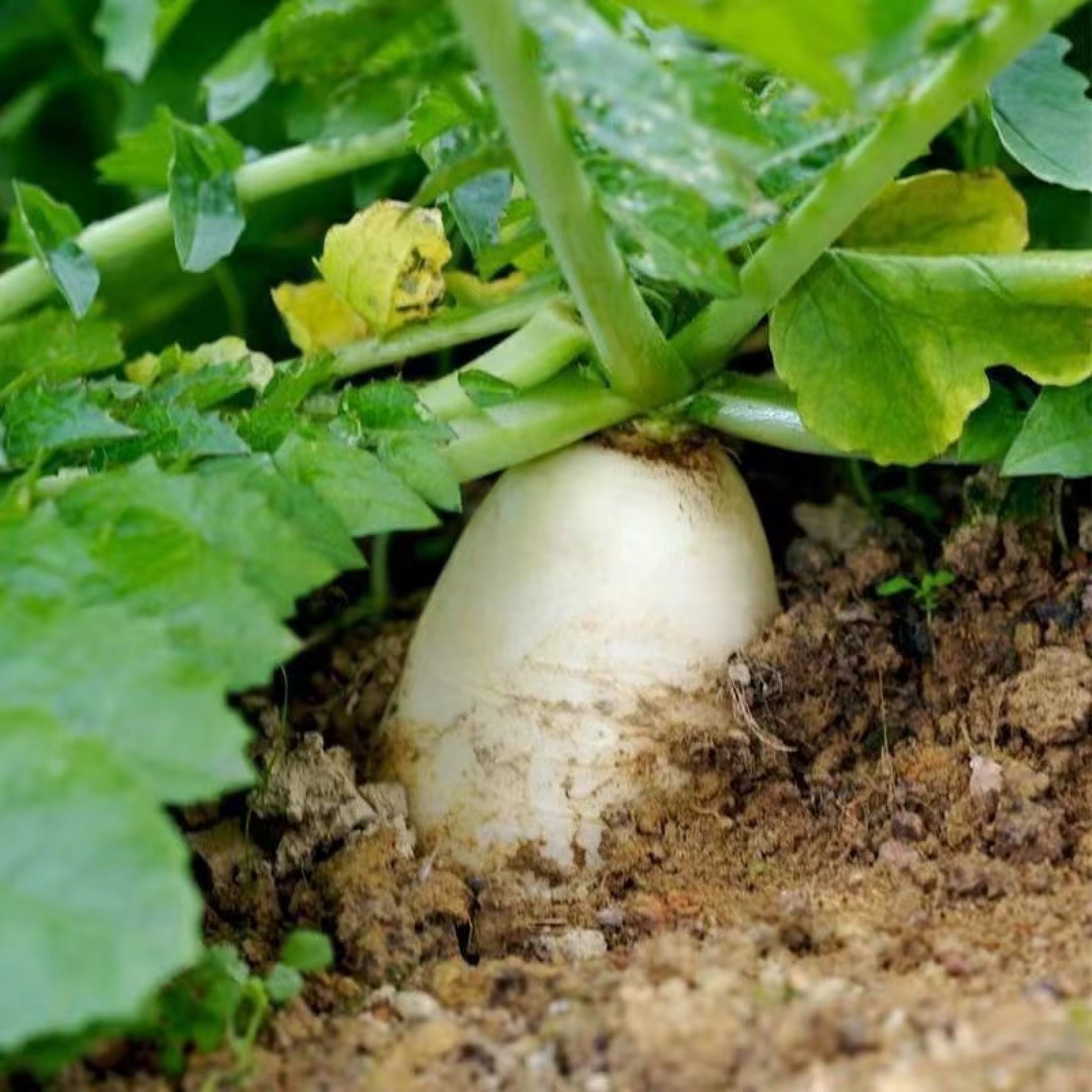 White Radish ( 200 SEEDS ) Seedlings Giant Radish Seeds Condor ...