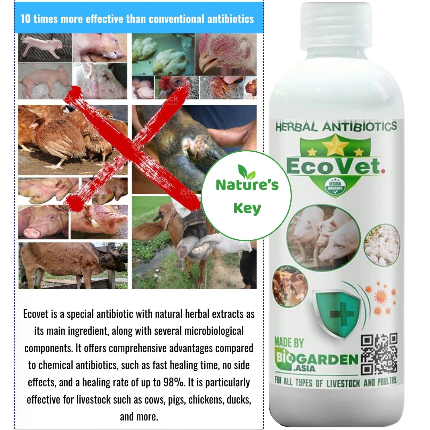 Ecovet Probiotics, essential product for cattle, poultry and pets ...
