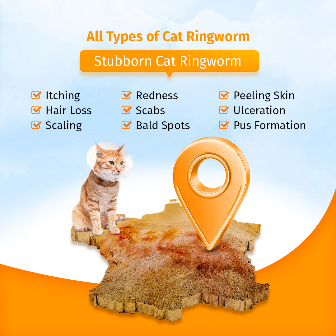 Cassiel Pet Antifungal Skin Drops For Ringworm Anti Mange & Itch Gamot ...