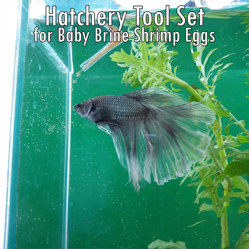 Hatchery tool with pump Baby Brine Shrimp Egg BBS Hatching Incubator ...