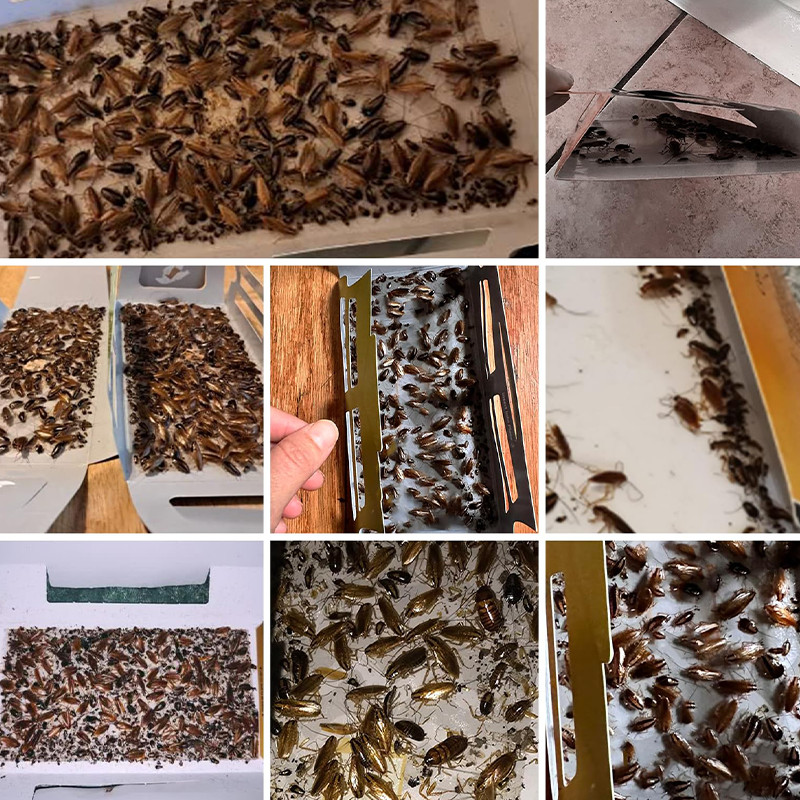 12Pcs Cockroach Killer Roach Traps Roach Bait Roach Motel Cockroach ...